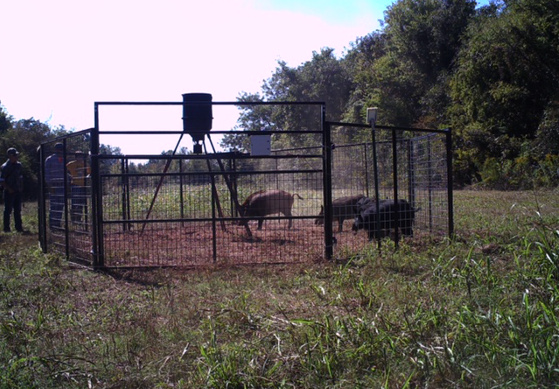 Natchitoches SWCD Feral Hog Aerial Gunning Project Sign up ...