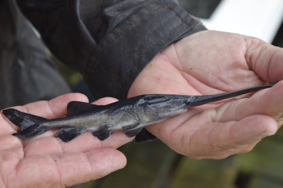 Fish Hatchery raises Paddlefish to repopulate river in Mississippi ...