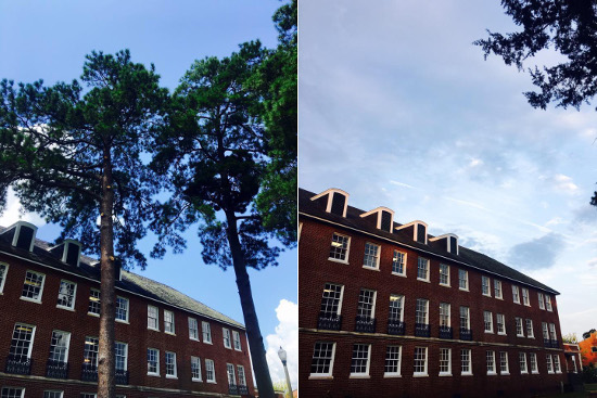 NSU Project Update: From trees to streets | Natchitoches Parish Journal