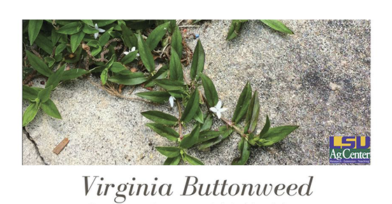 How do you fight Virginia Buttonweed? | Natchitoches Parish Journal
