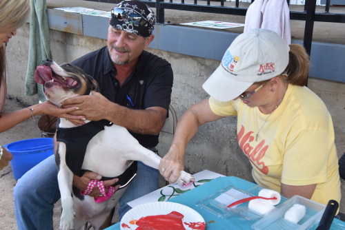 Hope for Paws Tenth Anniversary: Ten Years of Rescuing Dogs and Still ...