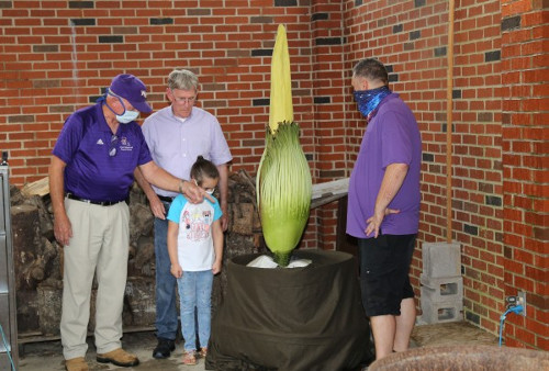 Mr. Stinky drenches NSU with powerful bloom fume | Natchitoches Parish ...
