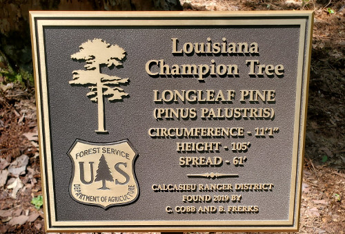 Longleaf Pine in Kisatchie National Forest nominated for Louisiana ...
