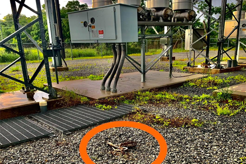 Chicken fried snake strikes again | Natchitoches Parish Journal