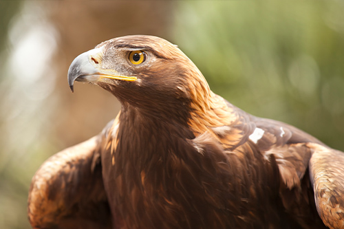 Save the Eagles Day: Protecting America’s Iconic Bird | Natchitoches ...