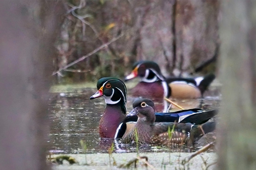 Seven subjects cited for hunting migratory game birds over bait in ...