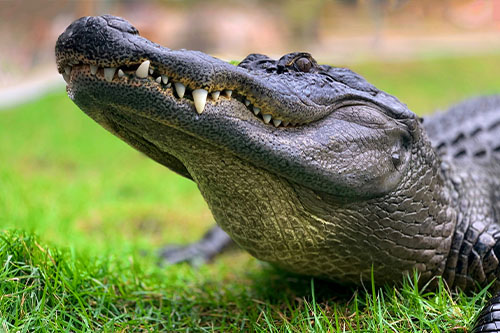 Honoring Louisiana’s Reptilian Royalty on National Alligator Day ...