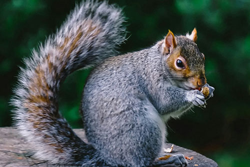 Spring Squirrel Hunting Season opens May 3, LDWF announces ...