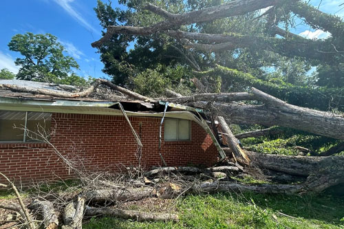Large tree falls on Campti home, causing heavy damage | Natchitoches ...